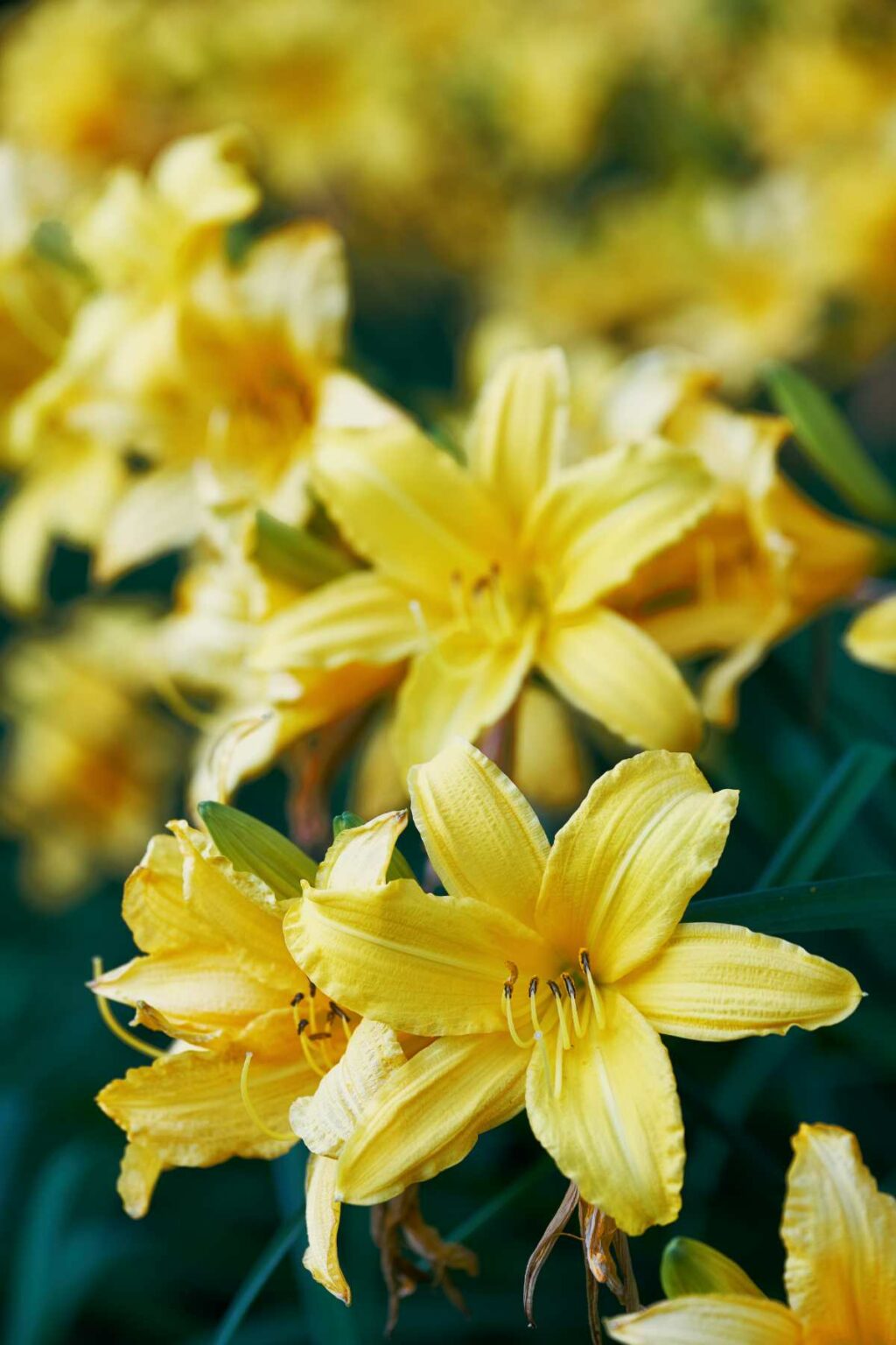 Perennials With Yellow Flowers That Will Brighten Your Garden - Home ...