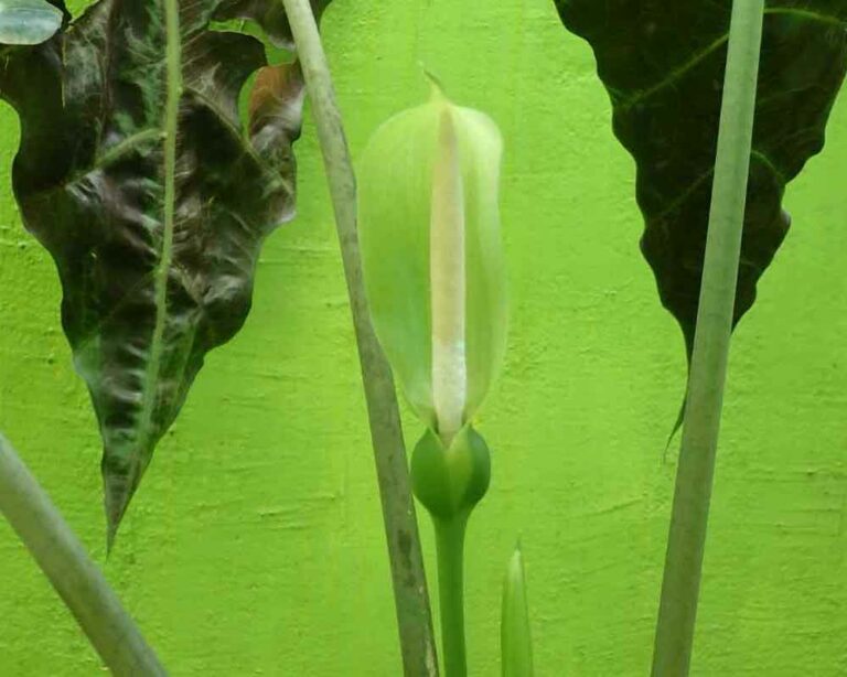Alocasia Frydek: From Classic to Variegated - Care, Propagation, and ...