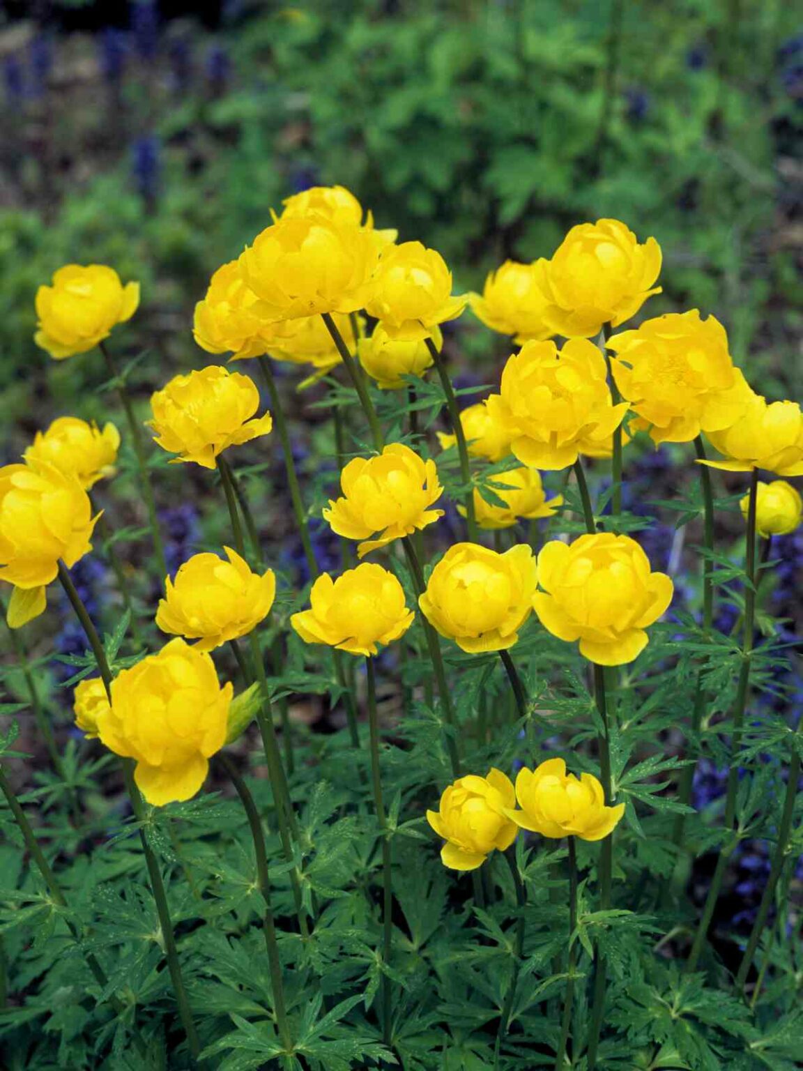 Perennials With Yellow Flowers That Will Brighten Your Garden - Home ...
