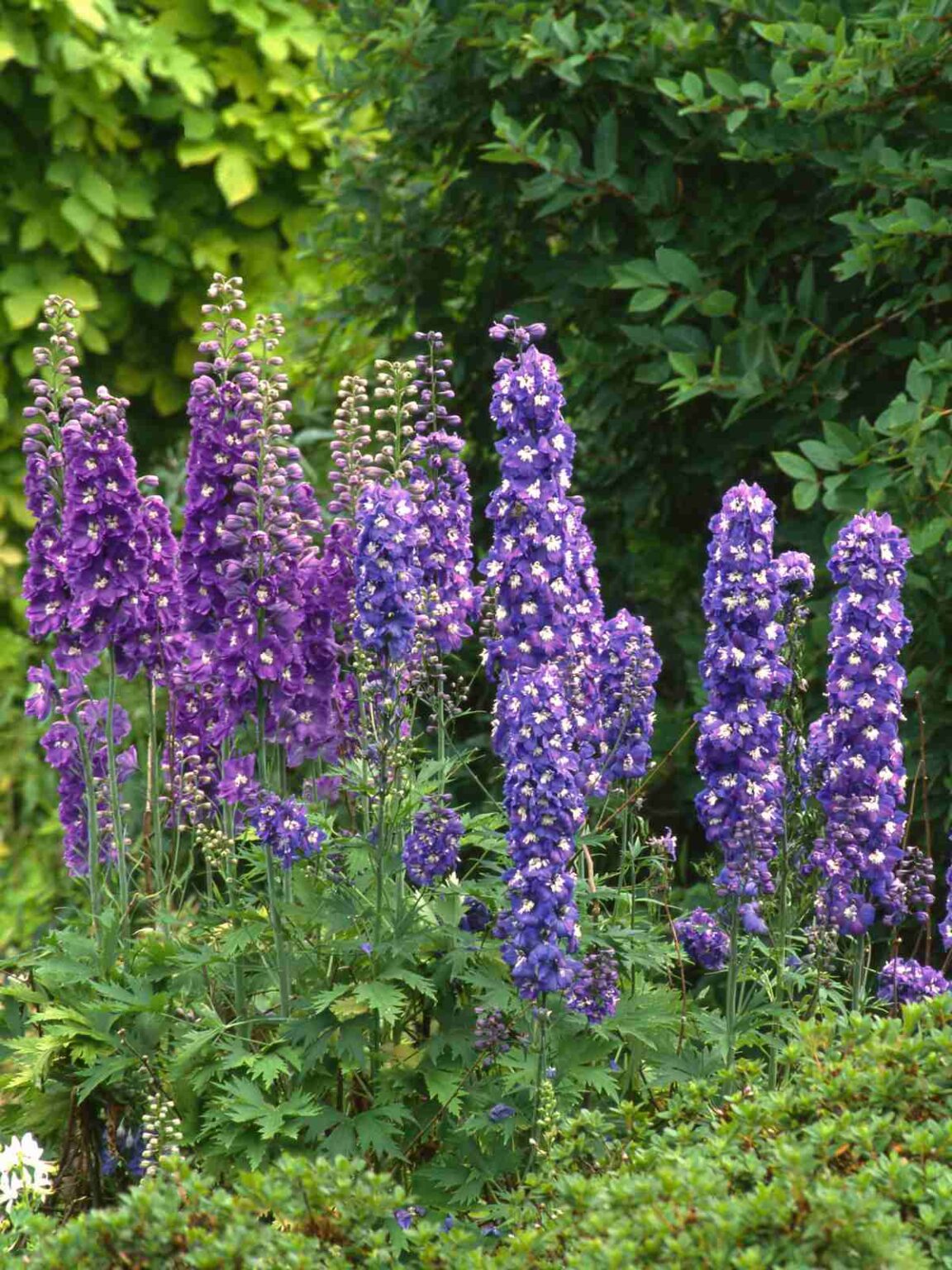 Types of Purple Perennial Flowers for Every Garden - Home And Hues