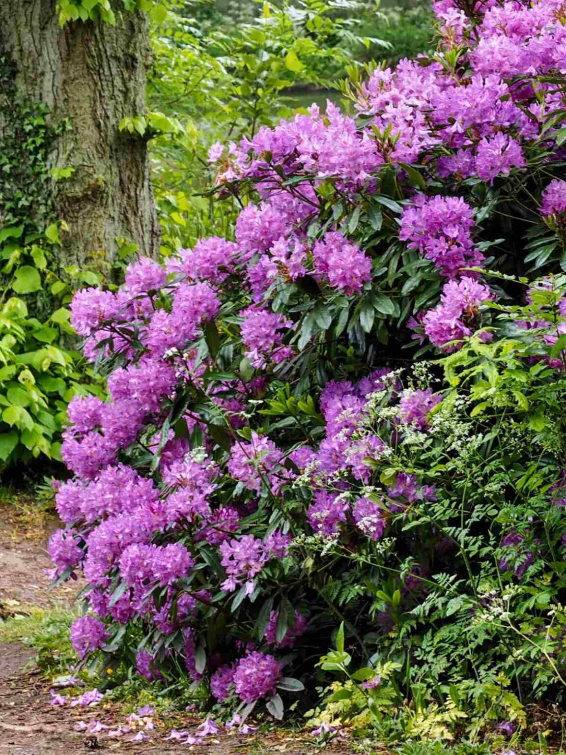 Types of Purple Perennial Flowers for Every Garden - Home And Hues